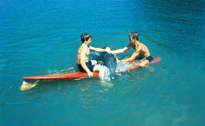 Delfín Flip / Flipper (TV seriál) (1995) | Galerie | ČSFD.cz