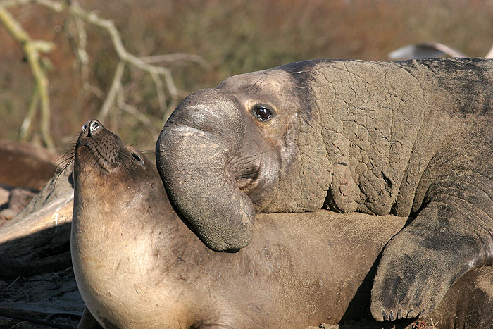 Nigel Marven a ošklivá zvířata / Nigel Marven´s Ugly Animals (TV film ...