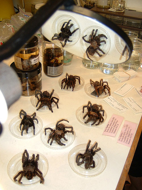 Sklípkan: Pavouk všech pavouků Austrálie / Tarantula: Australia's King ...