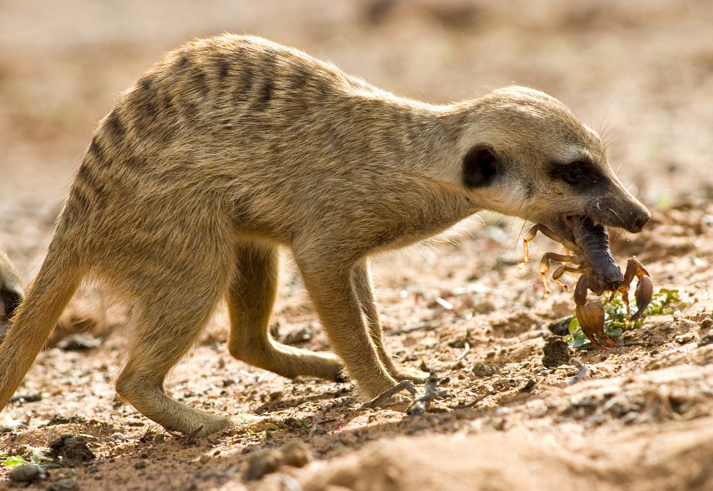 Surikaty / The Meerkats (2008) | ČSFD.cz